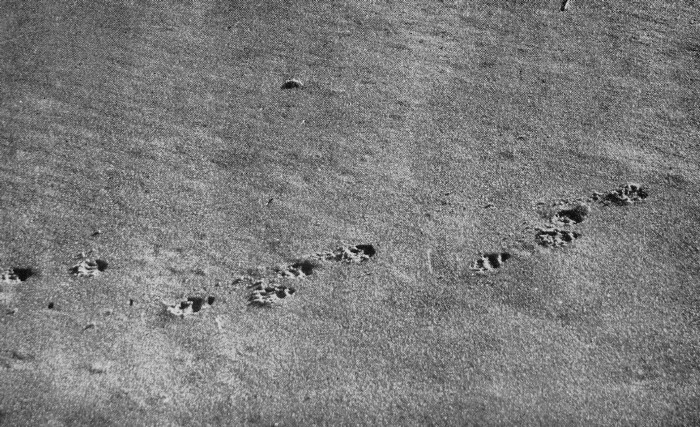 the automatic oasis of mr skunk – Kevin Army